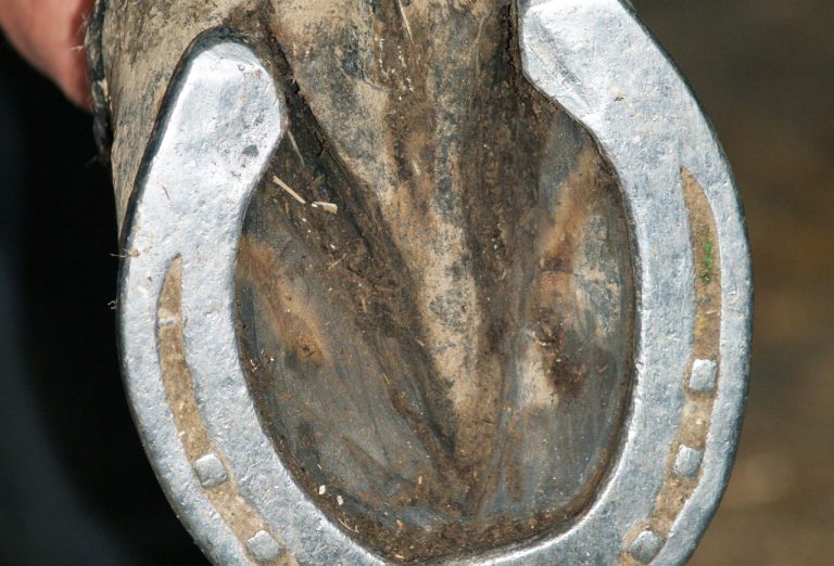 Horseshoeing: types and choice - Equspaddock