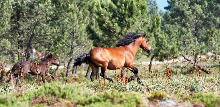The purebred Galician horse: Origins and characteristics