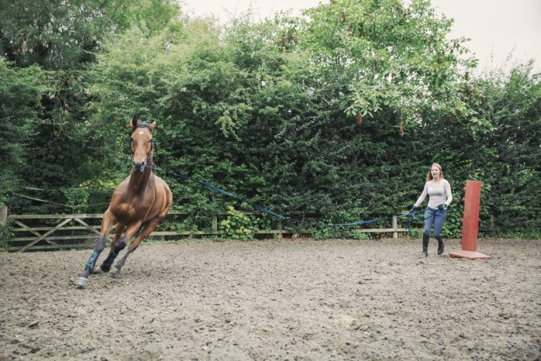 Guide to draught horses training - Equspaddock