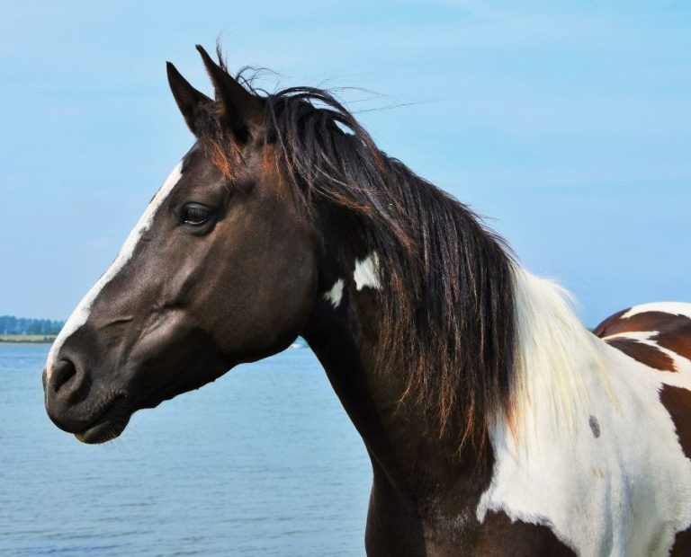 Pinto Horse: history, characteristics and differences with other breeds ...