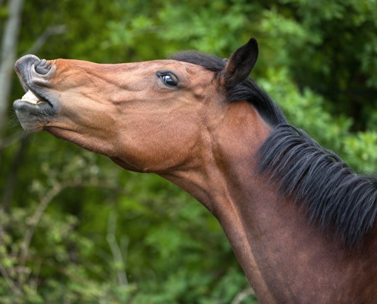 Cuidados de los dientes del caballo: guía completa de salud dental ...