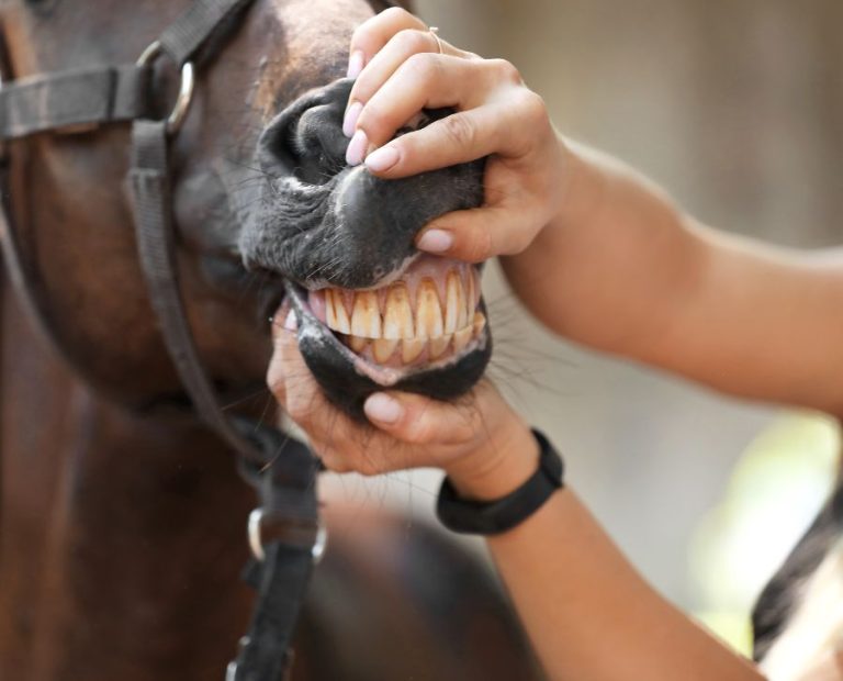 Cuidados de los dientes del caballo: guía completa de salud dental ...