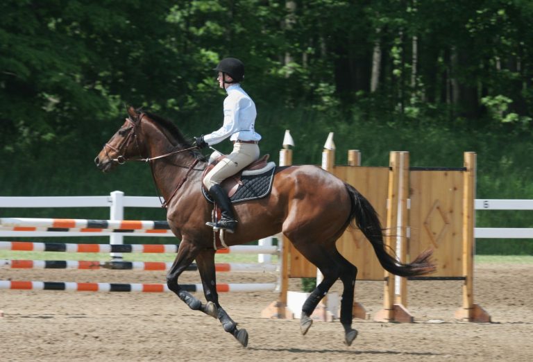Complete guide to horse riding courses - Equspaddock