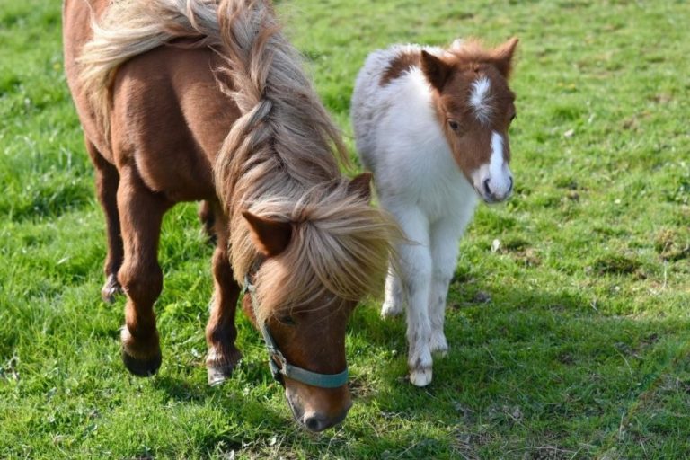 The most popular pony breeds: these are the favorites
